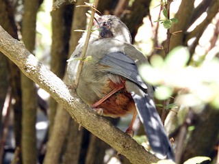 Prince Henry's Laughingthrush - eBird