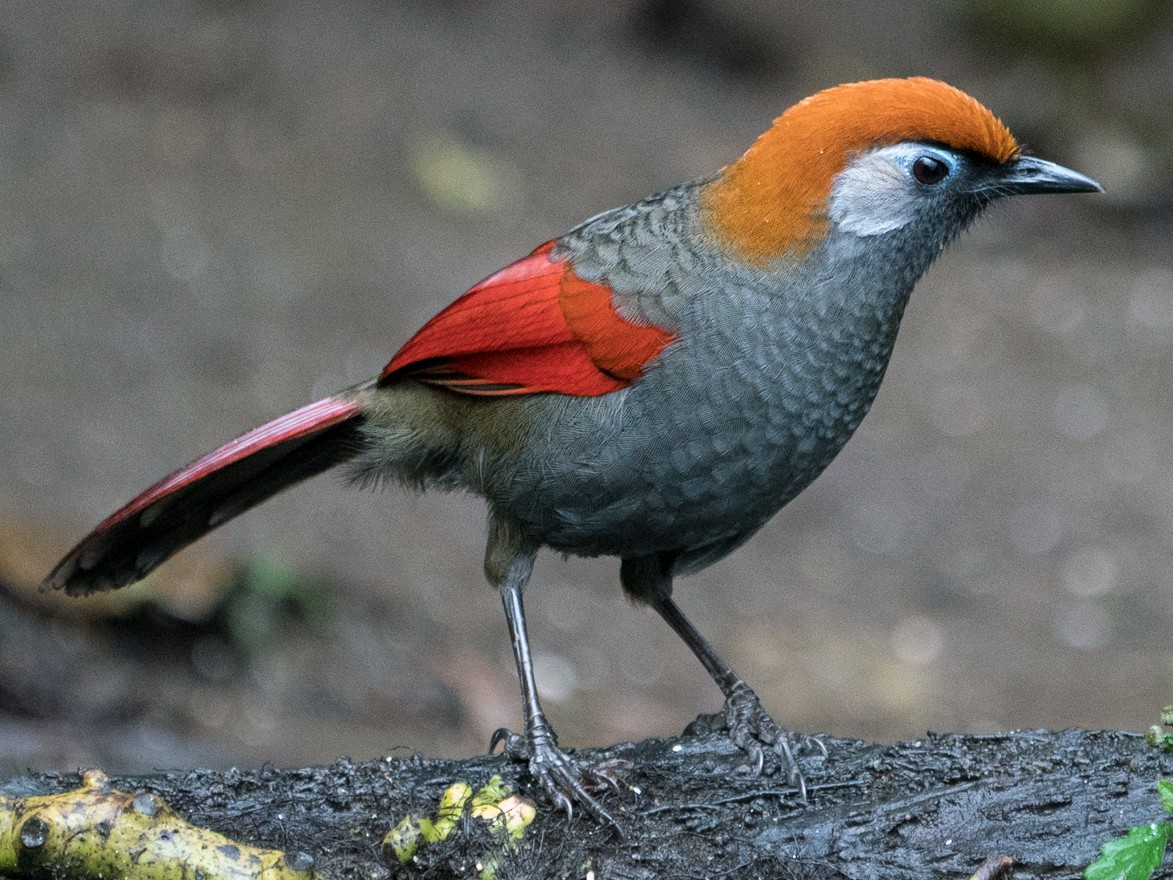 Red-tailed Laughingthrush - eBird