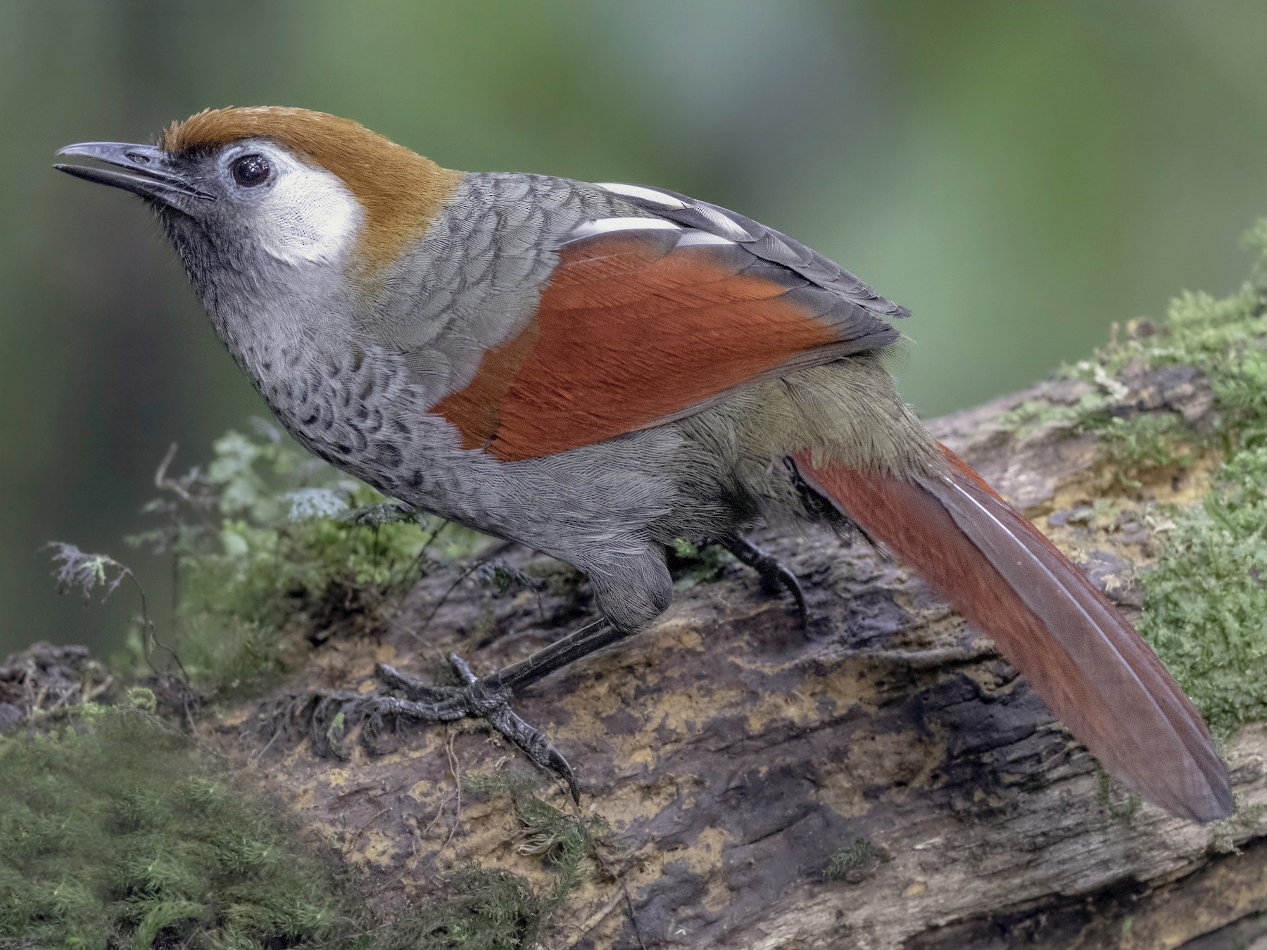 Red-tailed Laughingthrush - eBird
