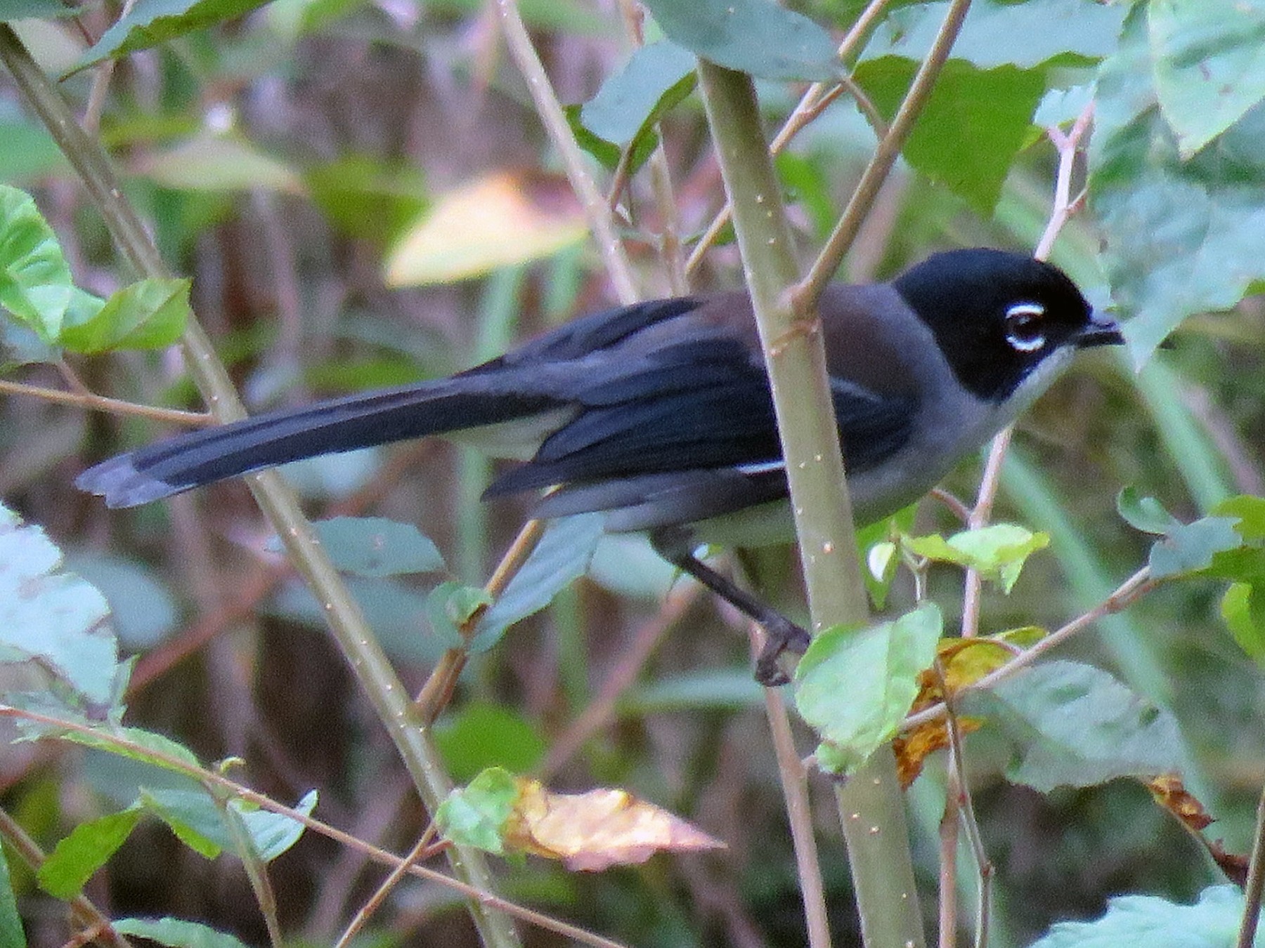 Black-headed Sibia - eBird