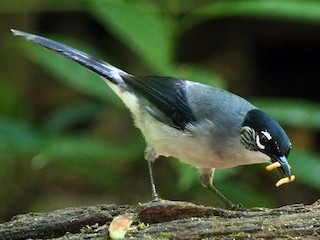 Black-headed Sibia - eBird