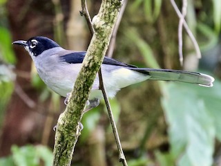 Black-headed Sibia - eBird