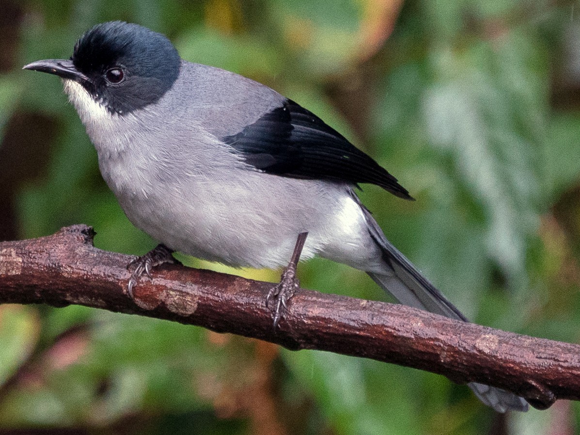 Black-headed Sibia - eBird