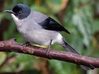 Black-headed Sibia - eBird