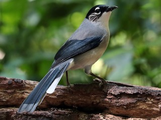 Black-headed Sibia - eBird
