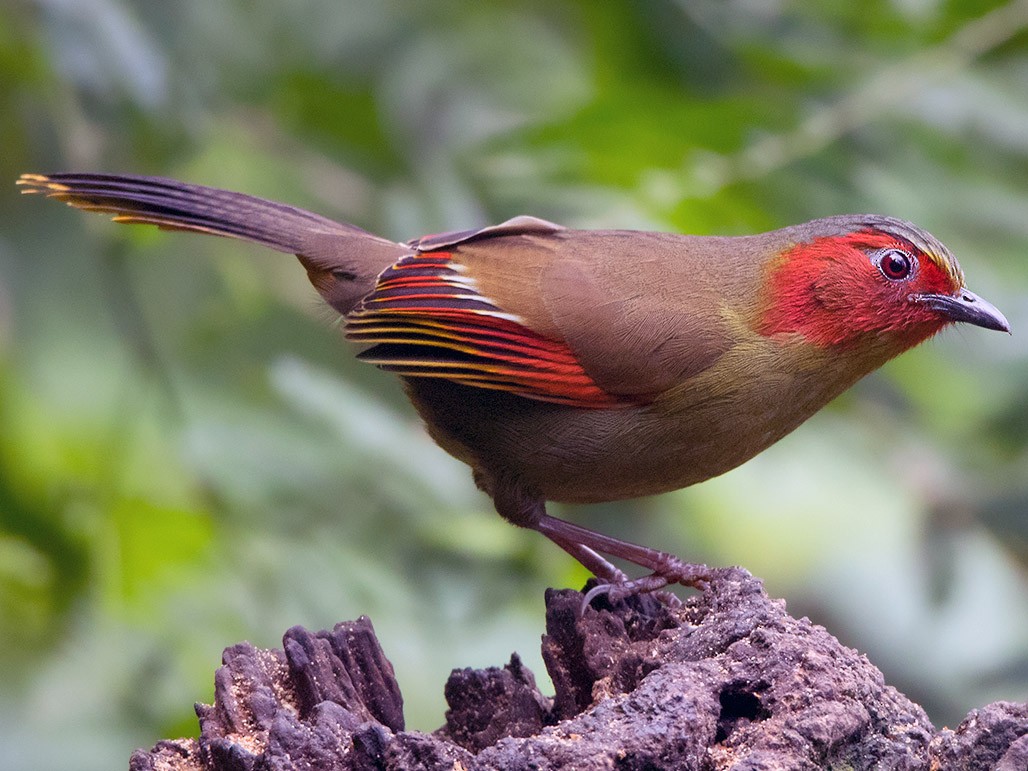 Scarlet-faced Liocichla - eBird