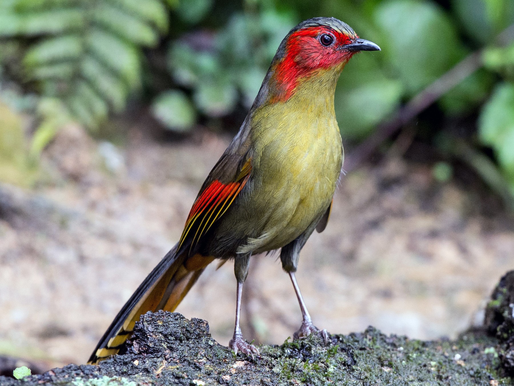 Scarlet-faced Liocichla - eBird