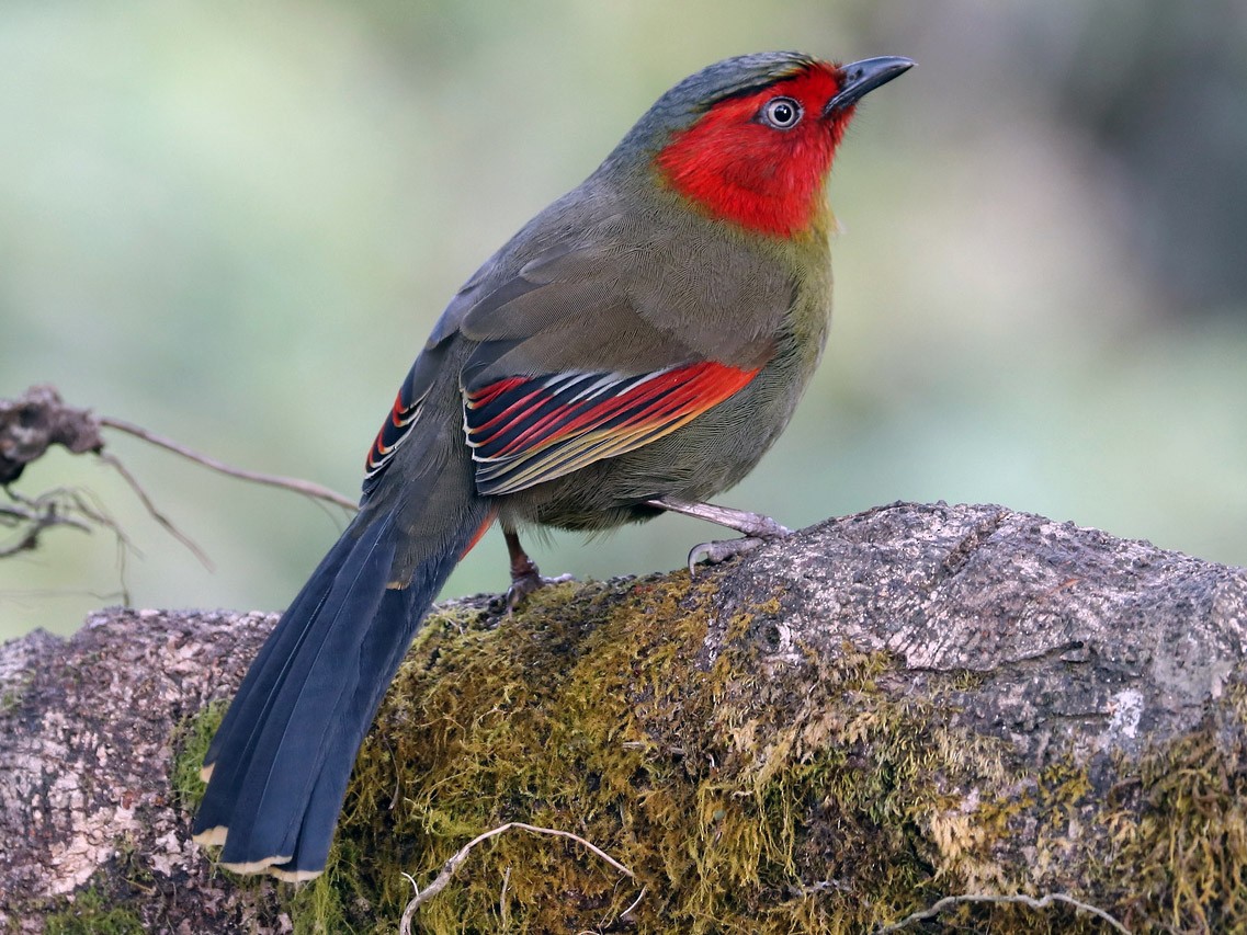 Scarlet-faced Liocichla - eBird