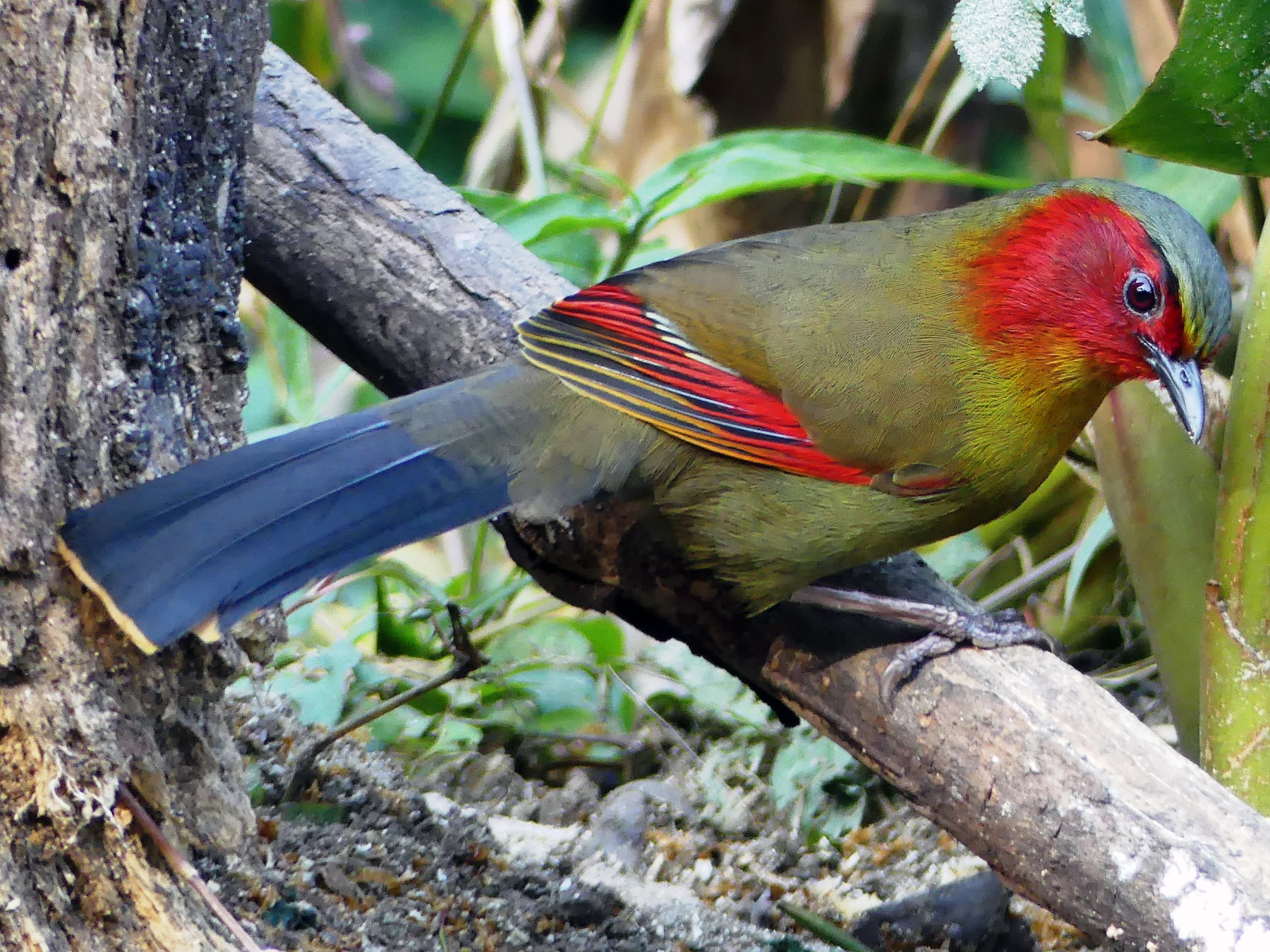Scarlet-faced Liocichla - eBird
