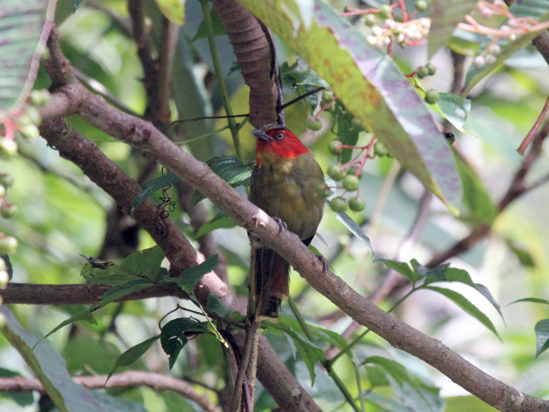 Scarlet-faced Liocichla - eBird