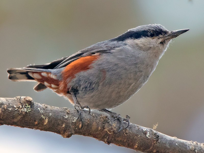 Chestnut-vented Nuthatch - eBird
