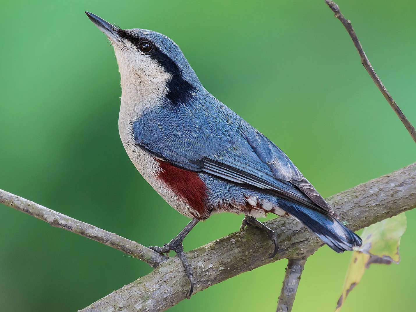 Chestnut-vented Nuthatch - eBird