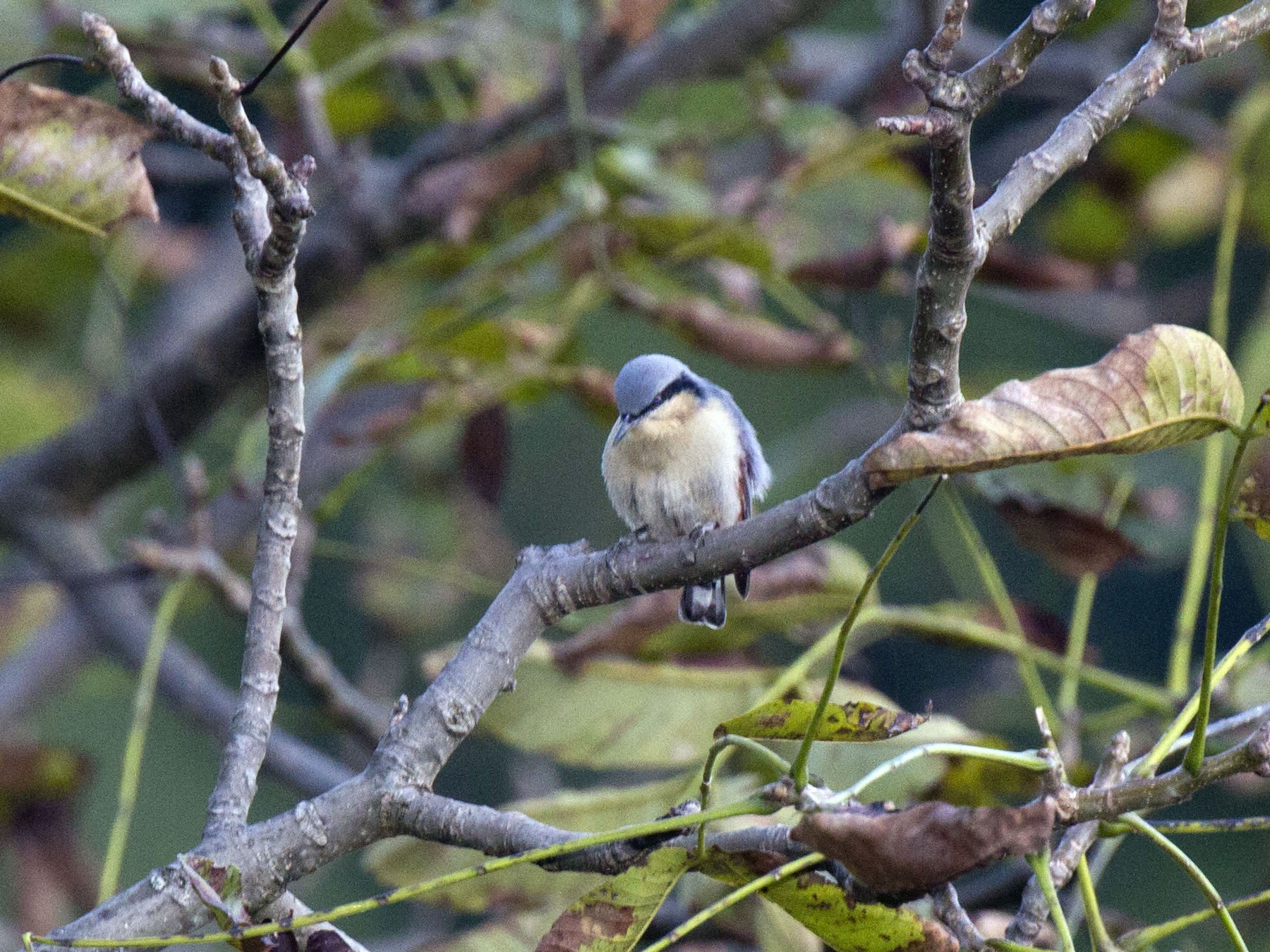 Chestnut-vented Nuthatch - eBird