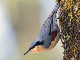 Chestnut-vented Nuthatch - eBird