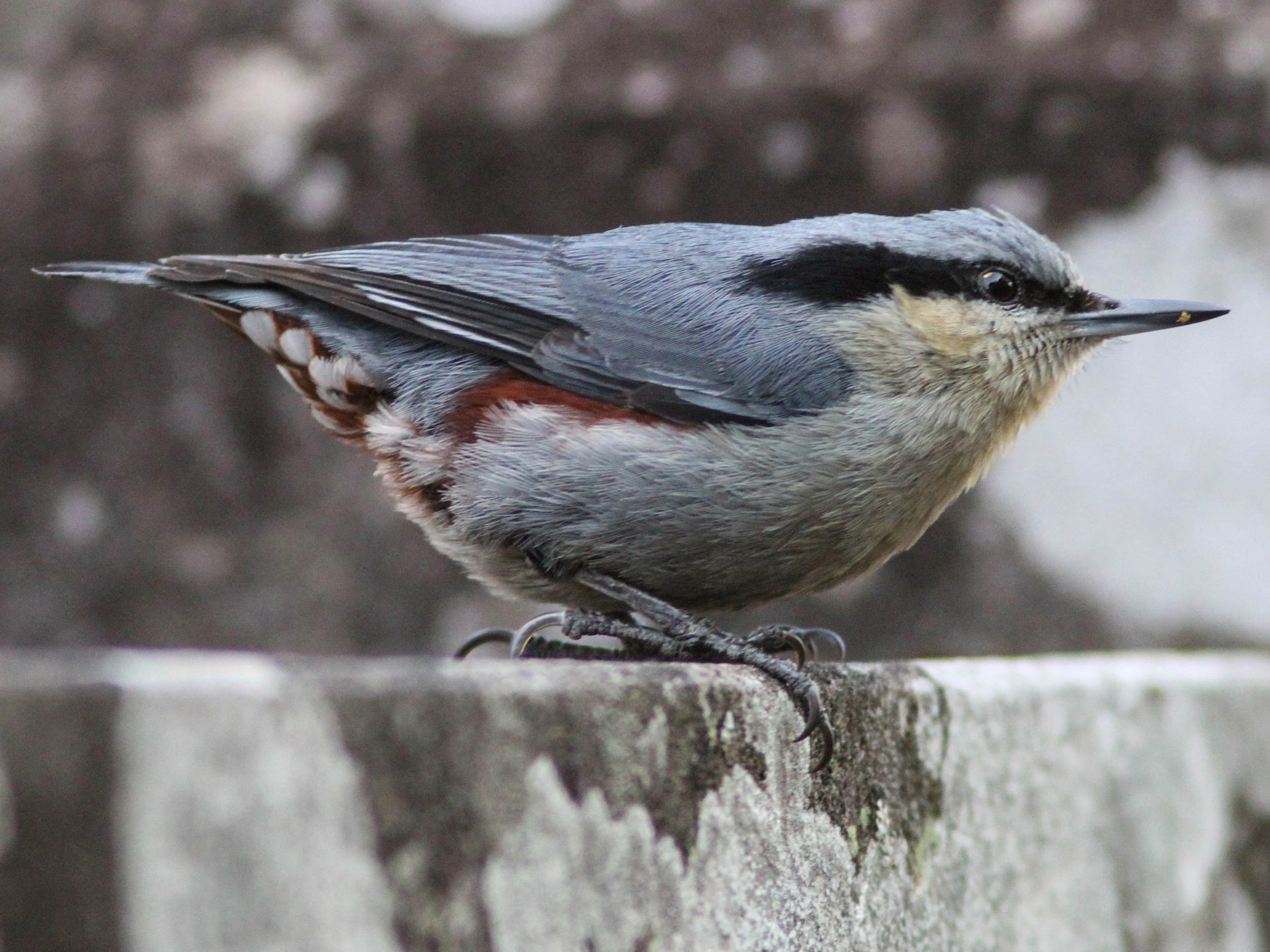 Chestnut-vented Nuthatch - eBird