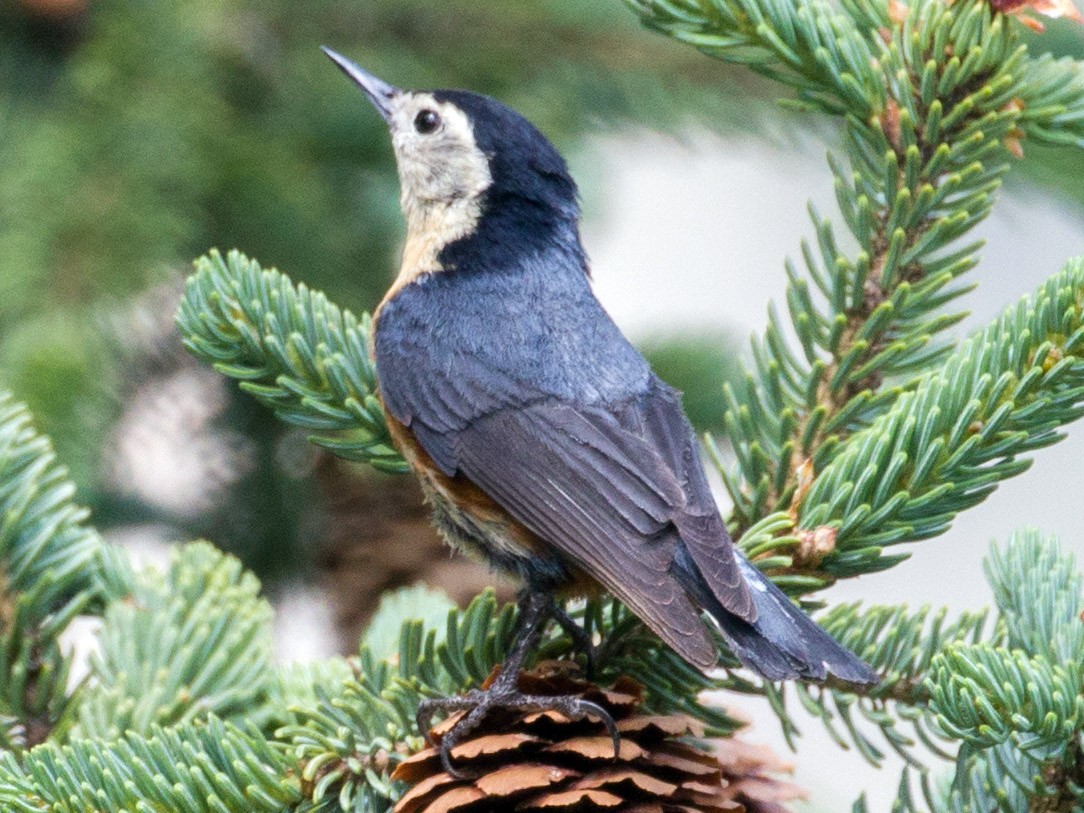 Przevalski's Nuthatch - eBird