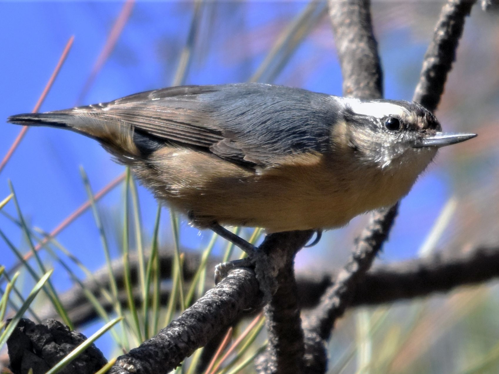 Chinese Nuthatch - eBird