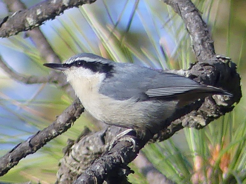 Yunnan Nuthatch - eBird