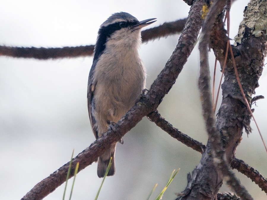Yunnan nuthatch - eBird