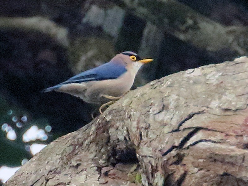 Yellow-billed Nuthatch - eBird