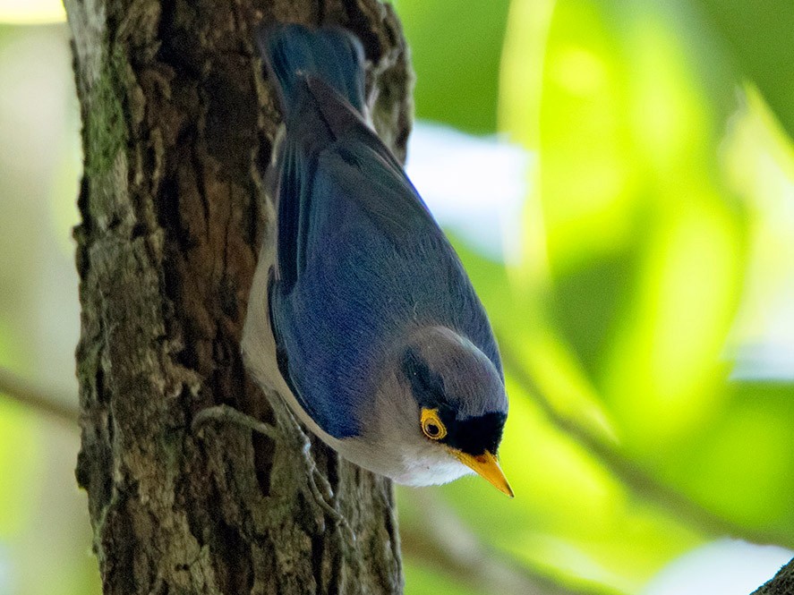 Yellow-billed Nuthatch - eBird