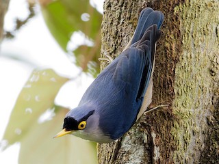 yellow-billed nuthatch - eBird