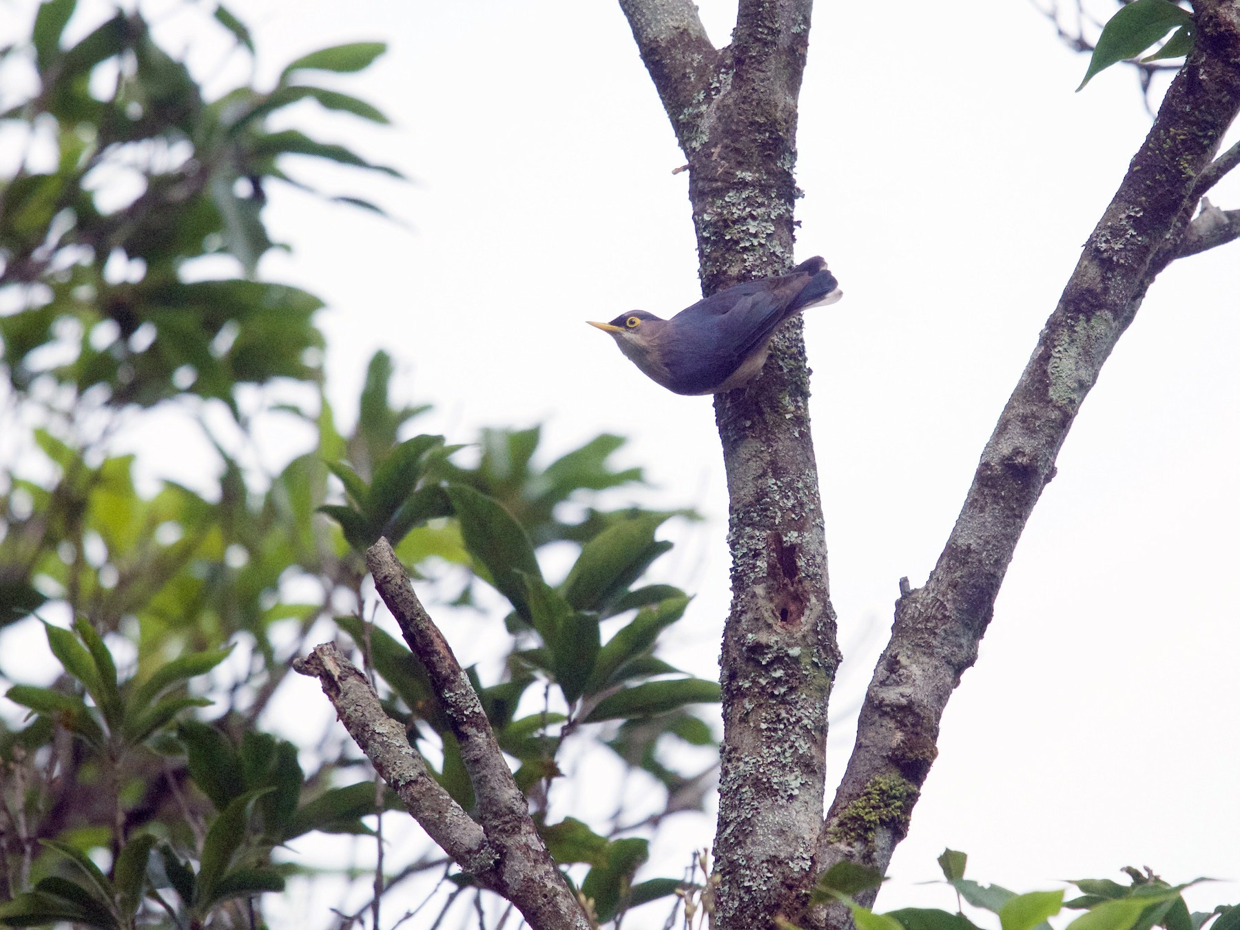Yellow-billed Nuthatch - eBird