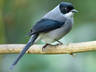 Black-headed Sibia - Heterophasia desgodinsi - Birds of the World