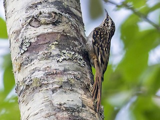 Hume's Treecreeper - eBird