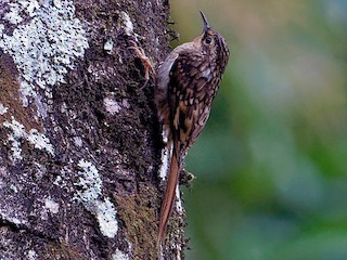Hume's Treecreeper - eBird