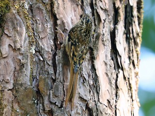 Hume's Treecreeper - eBird