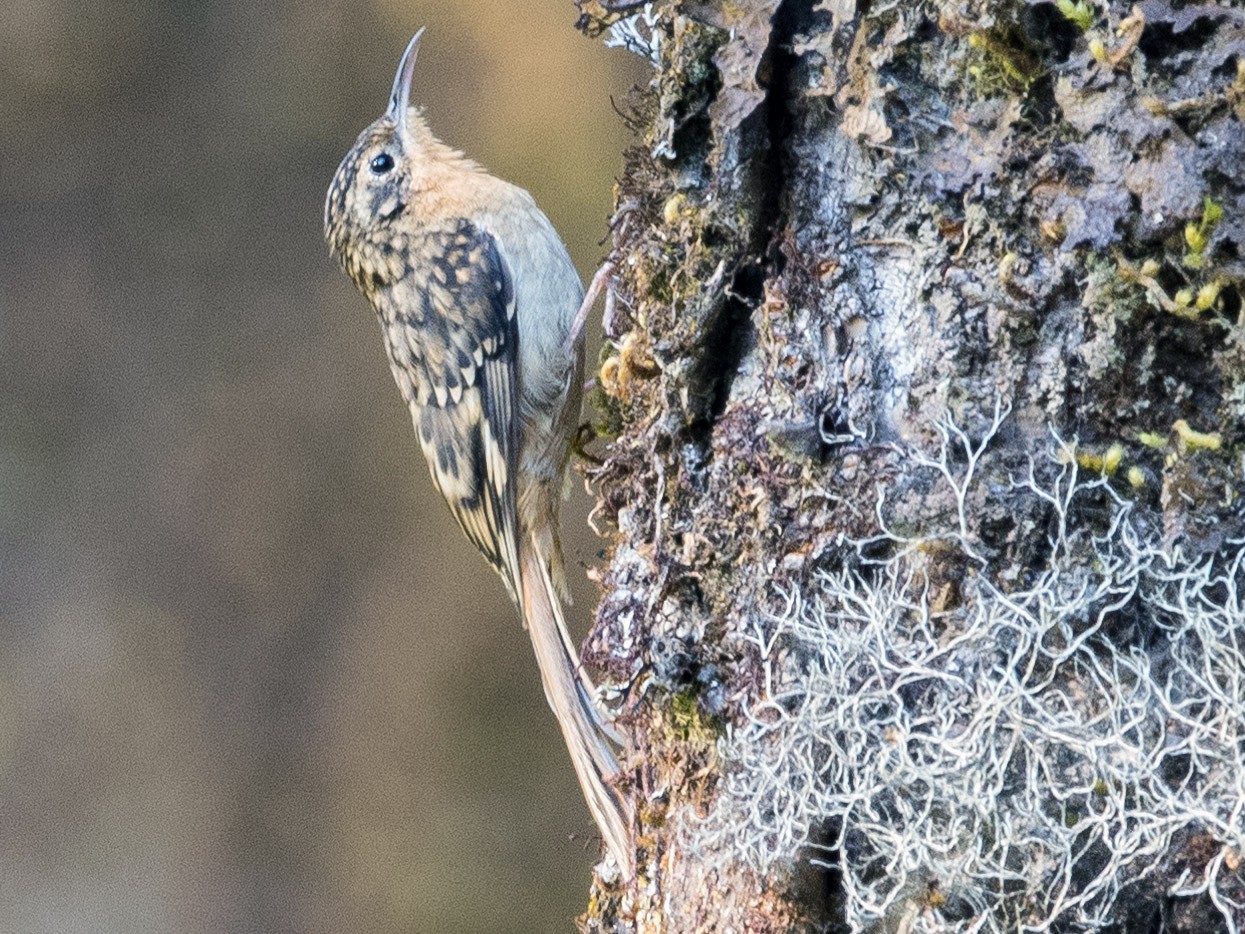 Hume's Treecreeper - eBird