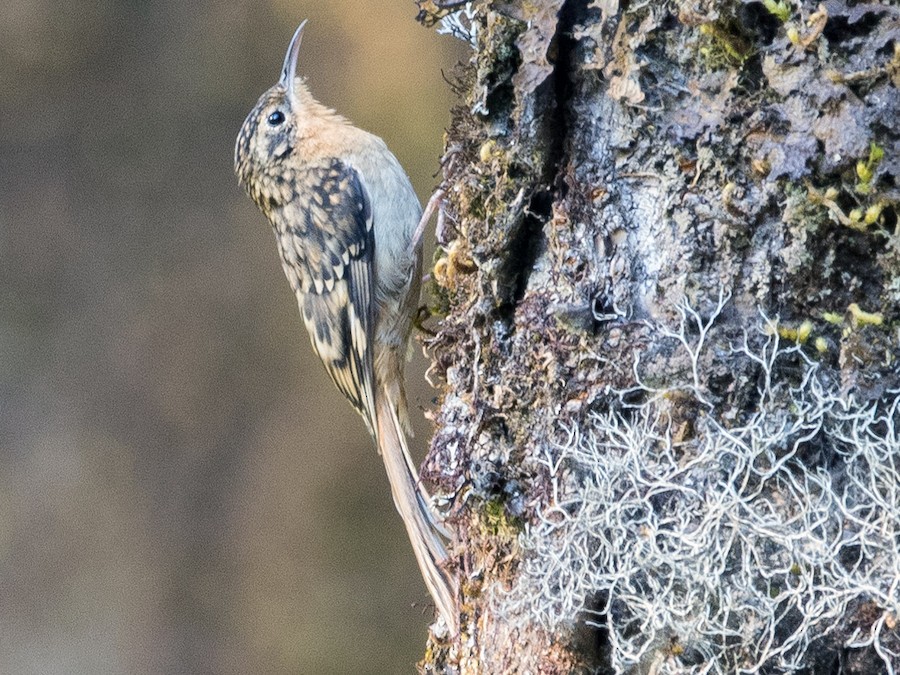Hume's Treecreeper - eBird