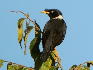 Collared Myna - eBird