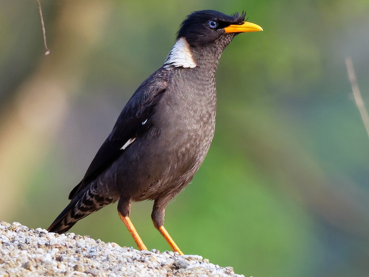 Collared Myna - Acridotheres albocinctus - Birds of the World