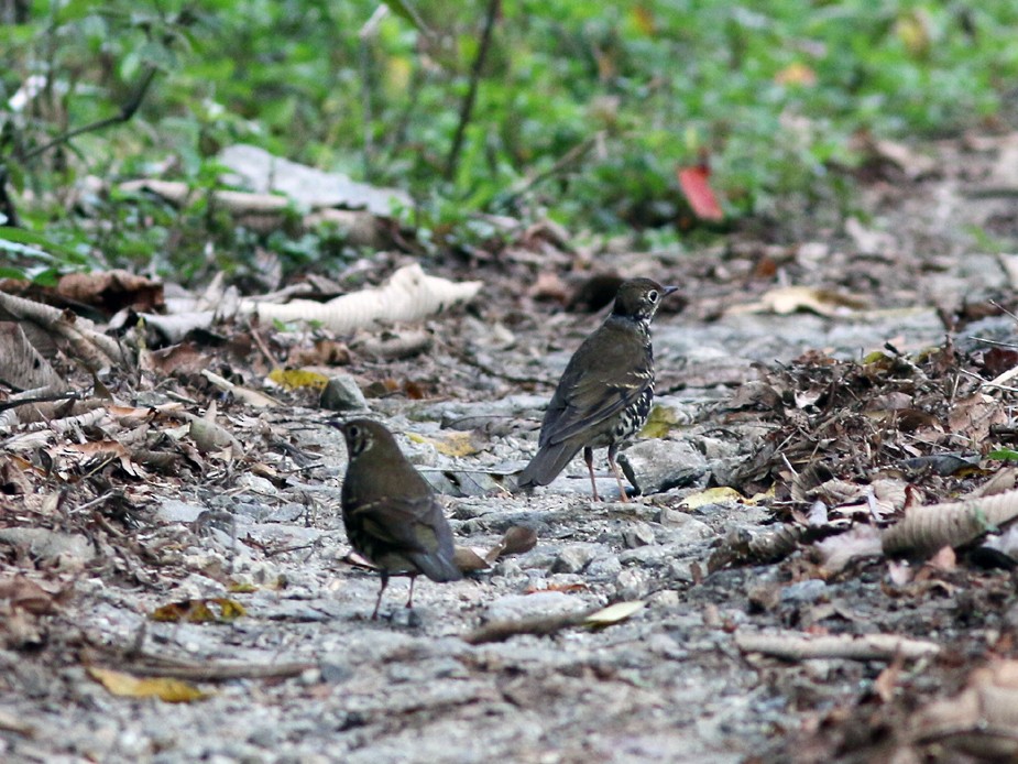 Long-tailed Thrush - eBird
