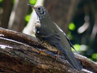 Long-tailed Thrush - eBird