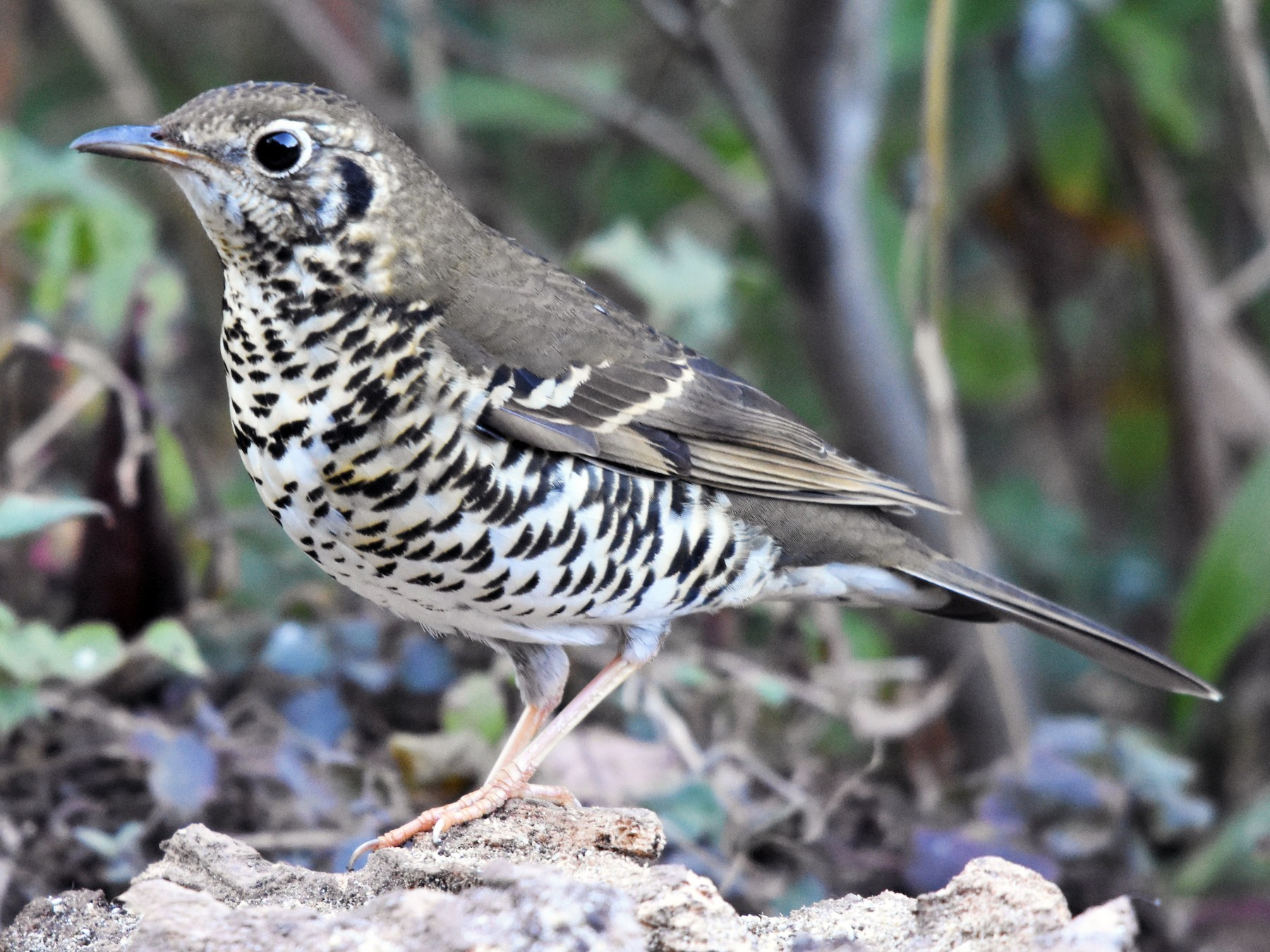 Long-tailed Thrush - eBird