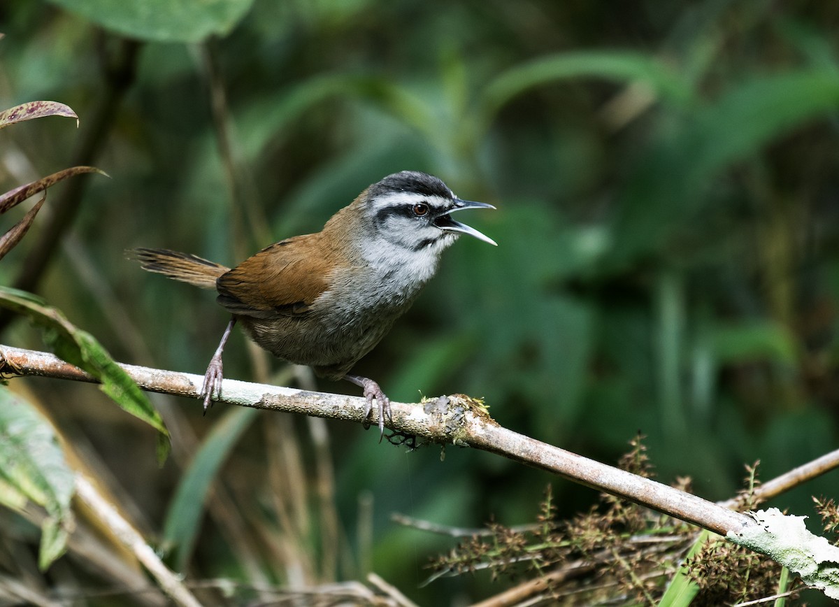 Plain-tailed Wren (Grey-browed) - eBird