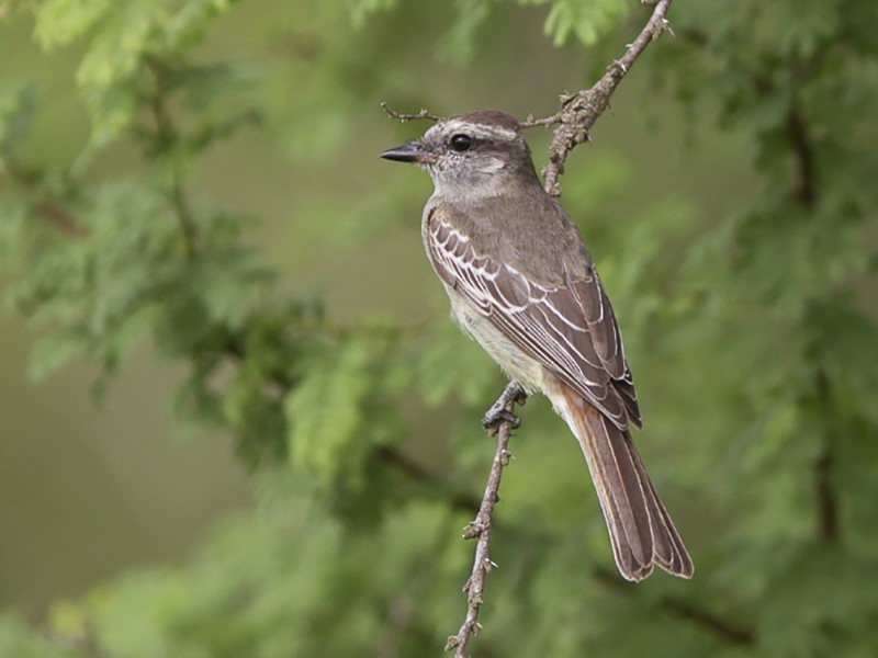 Crowned Slaty Flycatcher - eBird