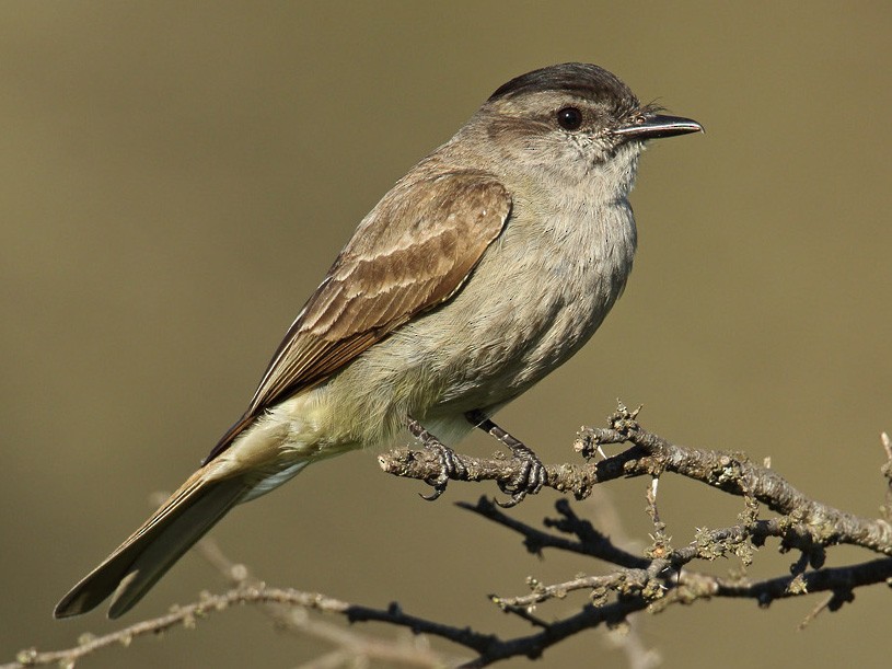 Crowned Slaty Flycatcher - eBird