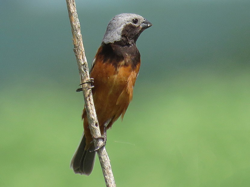 caboclinho-de-papo-escuro - eBird