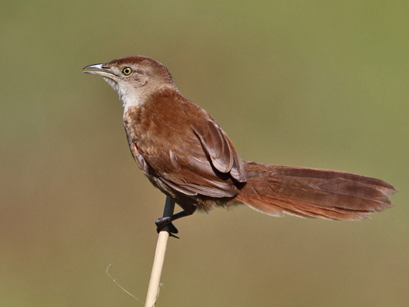 Freckle-breasted Thornbird - eBird