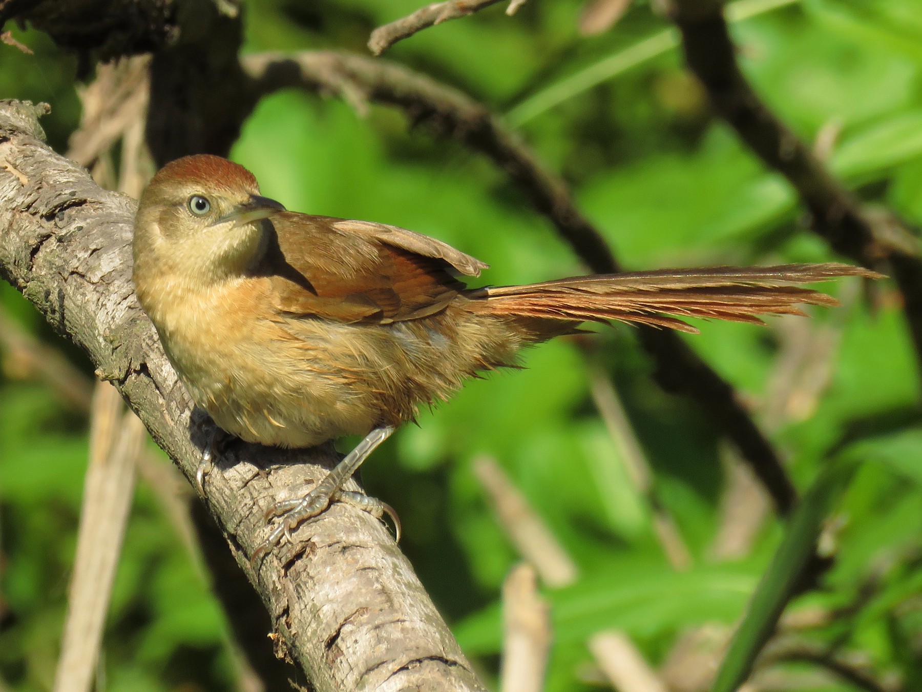 Freckle-breasted Thornbird - eBird
