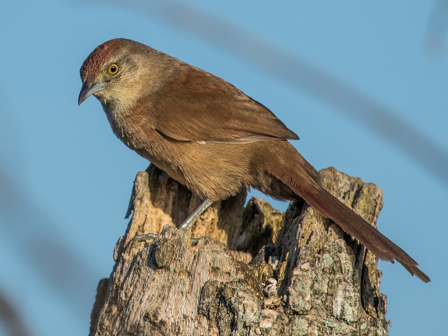 Freckle-breasted Thornbird - eBird