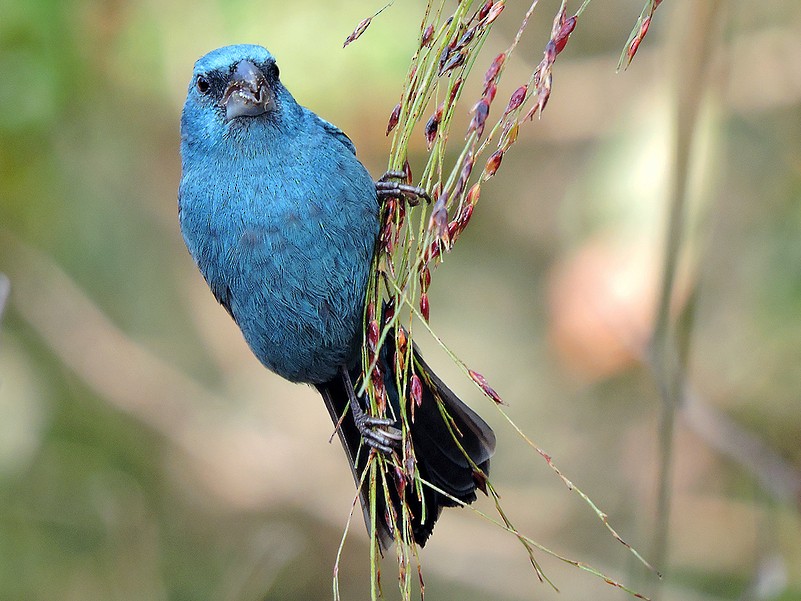 Glaucous-blue Grosbeak - eBird