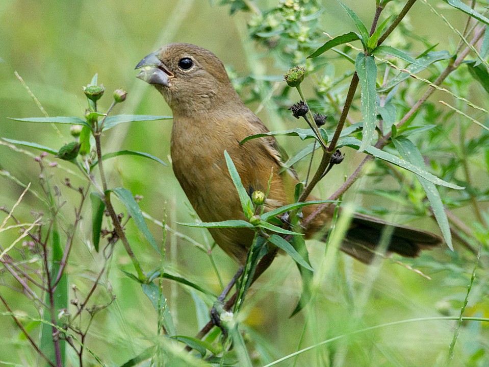Glaucous-blue Grosbeak - eBird