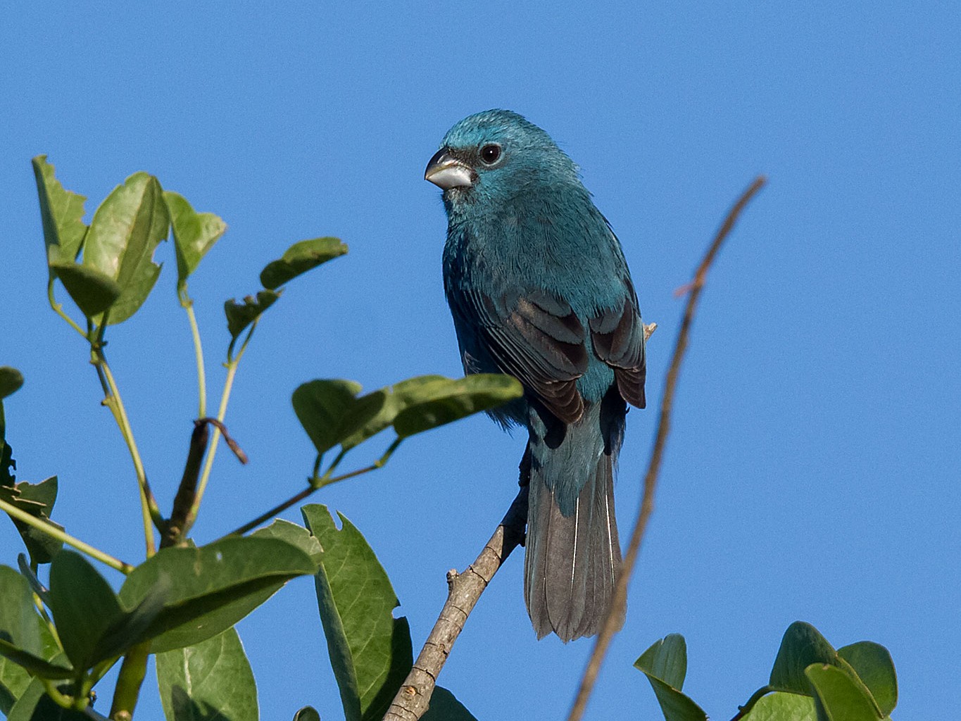 Glaucous-blue Grosbeak - eBird