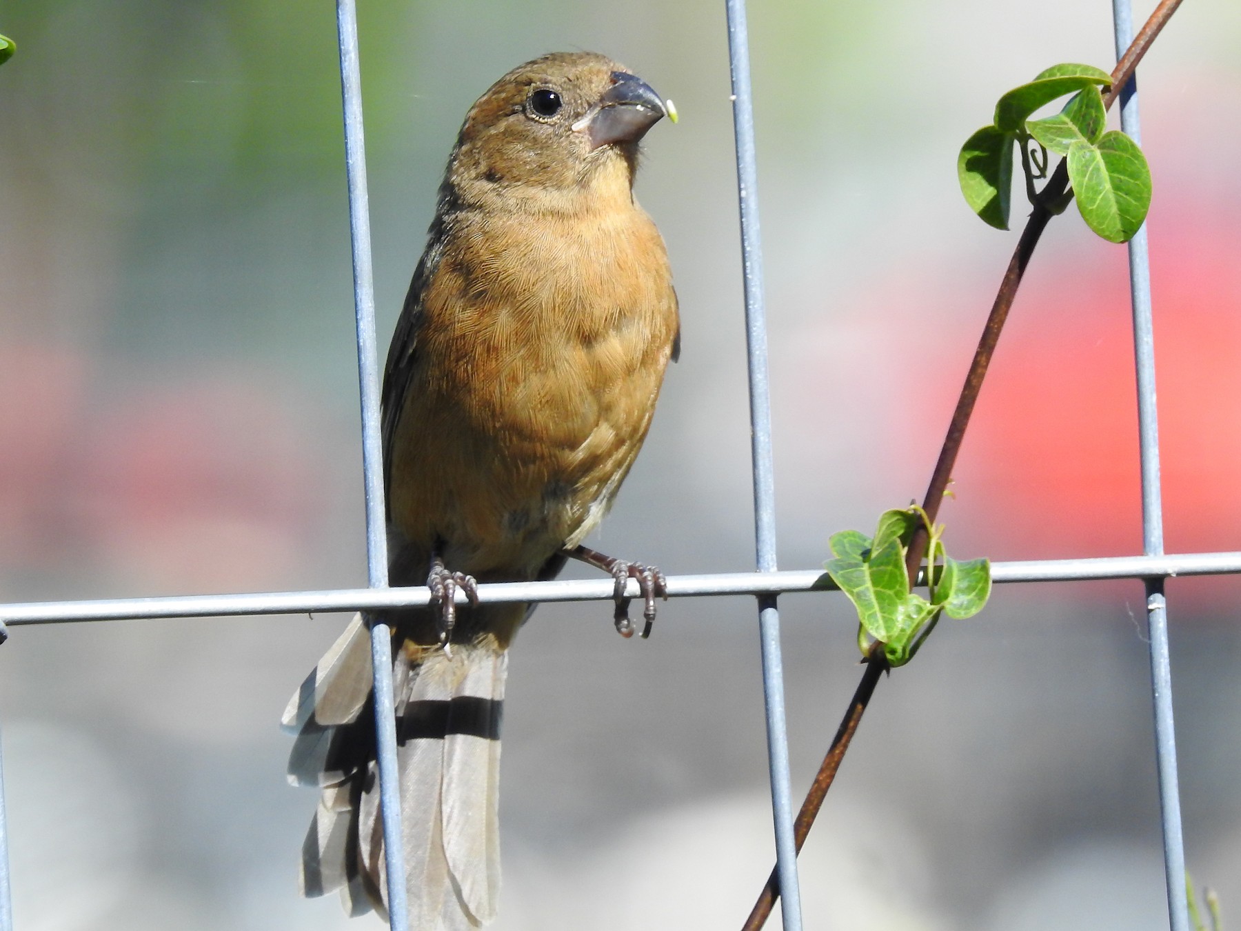 Glaucous-blue Grosbeak - eBird