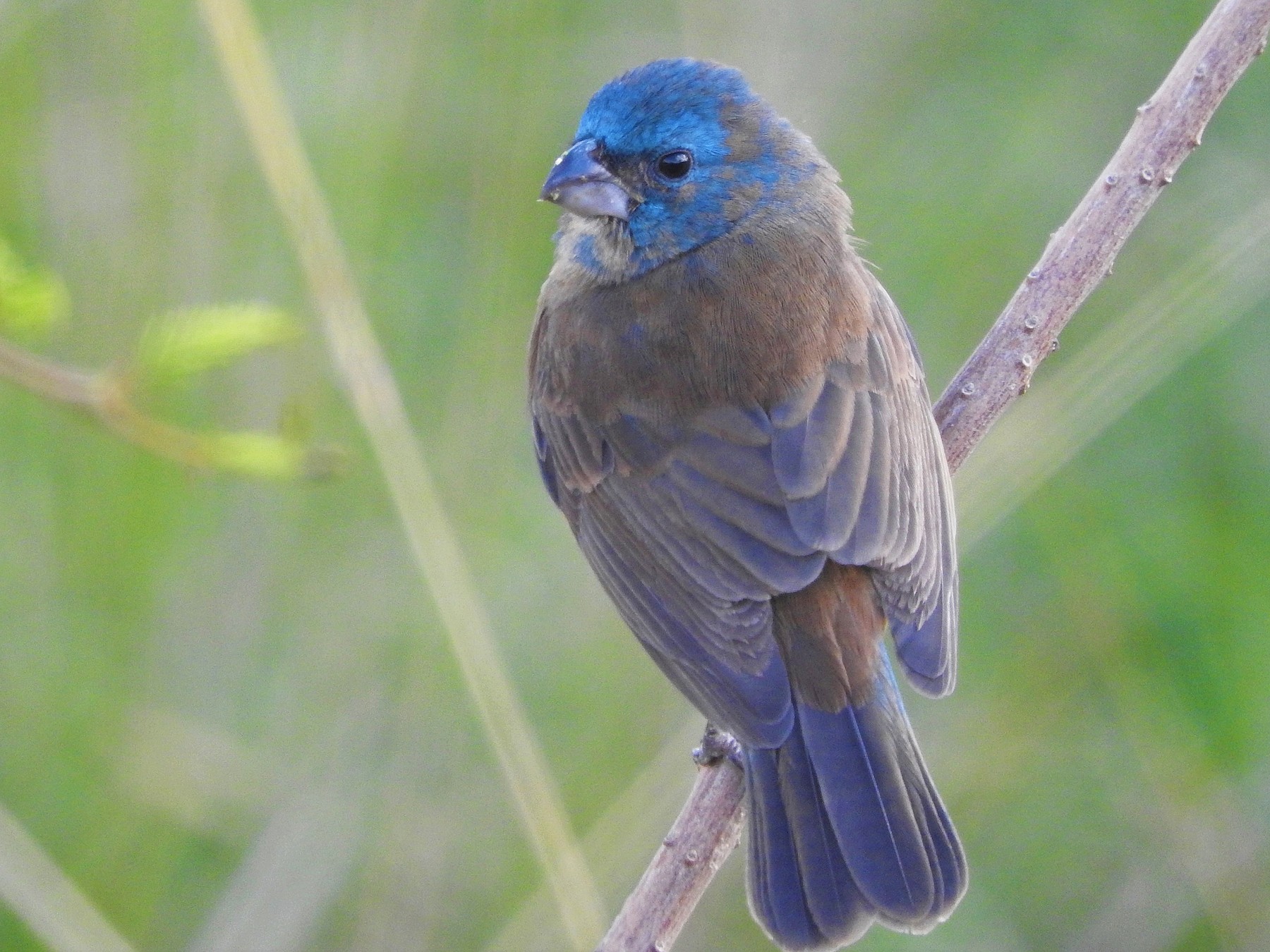 Glaucous-blue Grosbeak - eBird